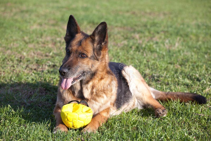 German Shepherd Playing with Yellow Ball Stock Photo - Image of breed ...