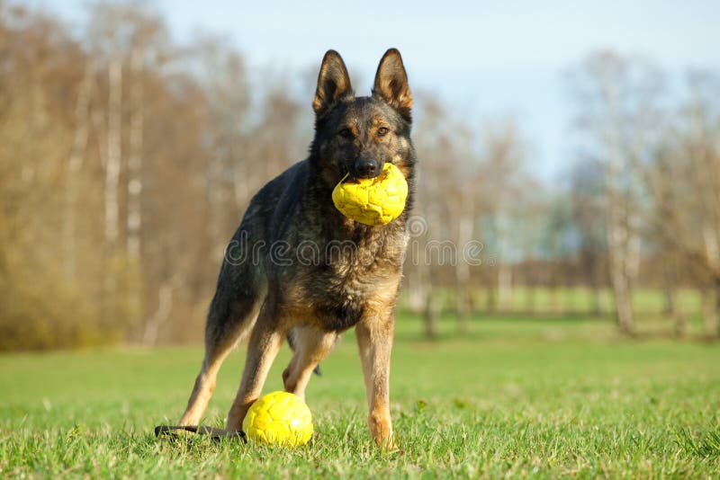 German Shepherd Playing with Yellow Balls Stock Image - Image of ...