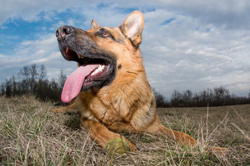 German Shepherd playing stock image. Image of park, shepherd - 39701283