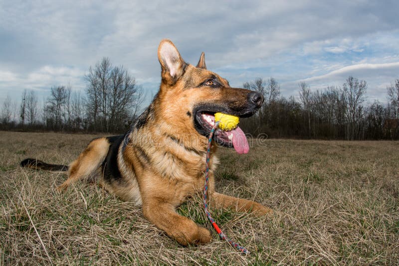 German Shepherd playing stock image. Image of animal - 39701299