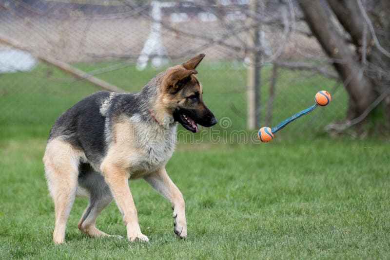 German Shepherd playing. stock image. Image of podium - 142633595