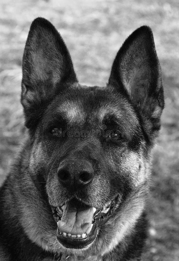 German Shepherd Portrait stock image. Image of shepherd - 2772165