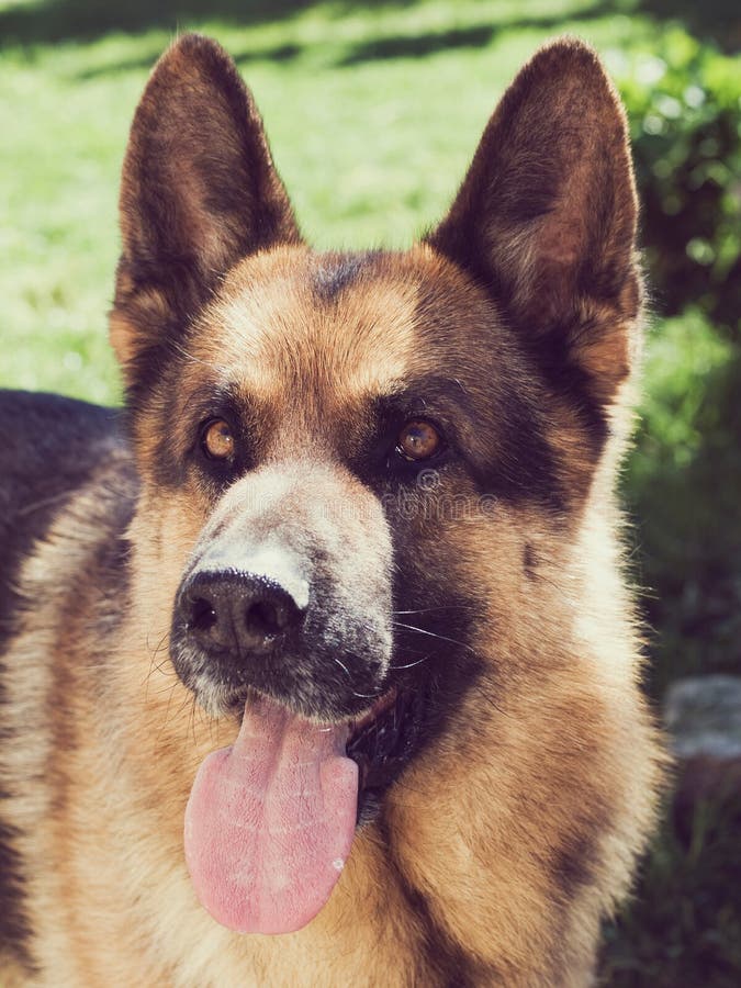 German Shepherd Vintage Edition Stock Image - Image of shepherd, loyal ...