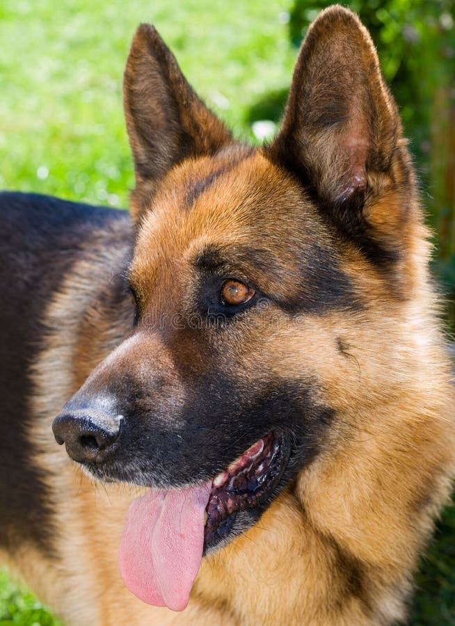 German Shepherd Portrait Detail Stock Photo - Image of domestic, face ...