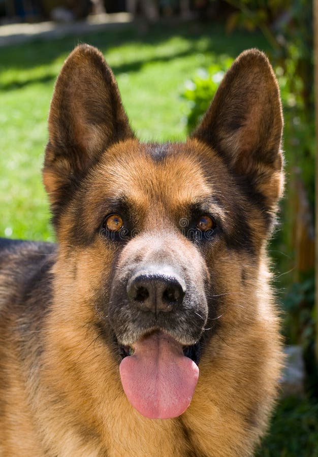 German shepherd portrait stock image. Image of portrait - 30201647
