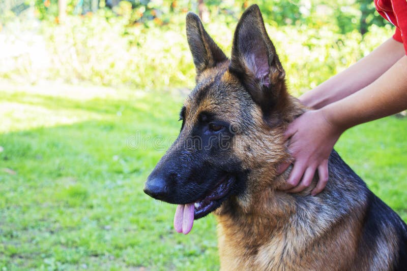 German Shepherd Portrait of a German Shepherd. Pets Stock Photo - Image ...