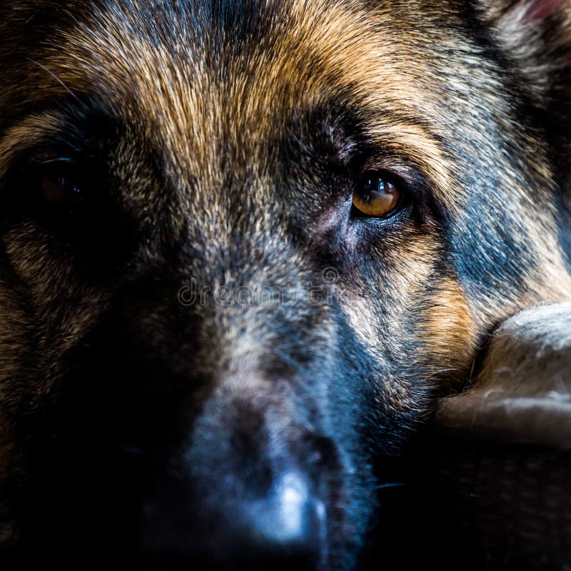 German Shepherd stock image. Image of furry, serious - 49460591