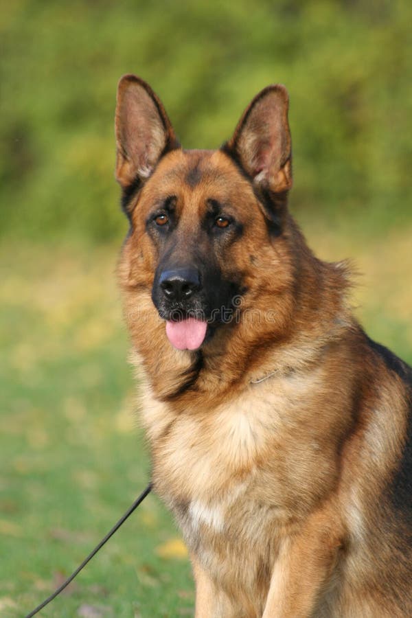 German Shepherd VI stock photo. Image of group, eyes - 110233372