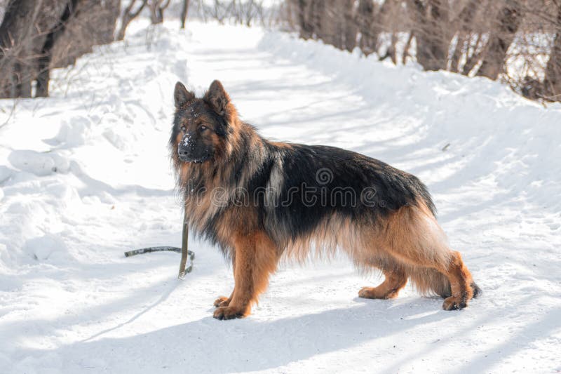 German Shepherd Poses Standing Against the Backdrop of a Winter Park ...