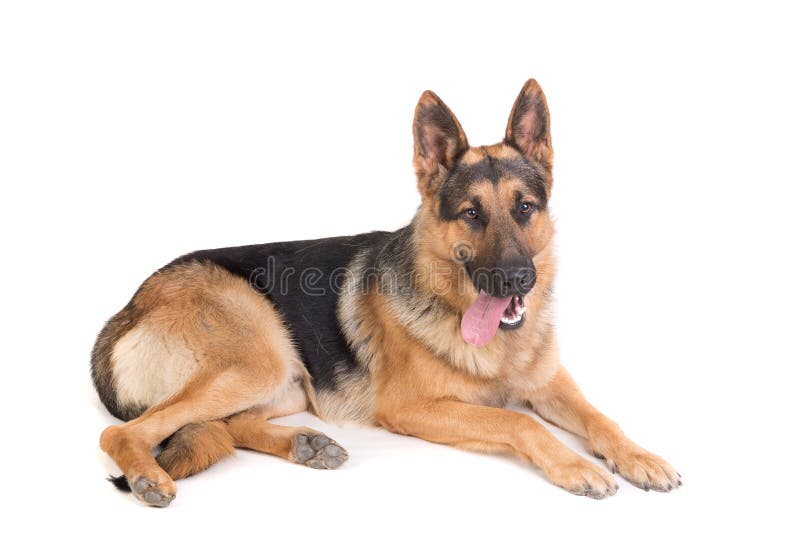German shepherd posing stock image. Image of portrait - 80491217