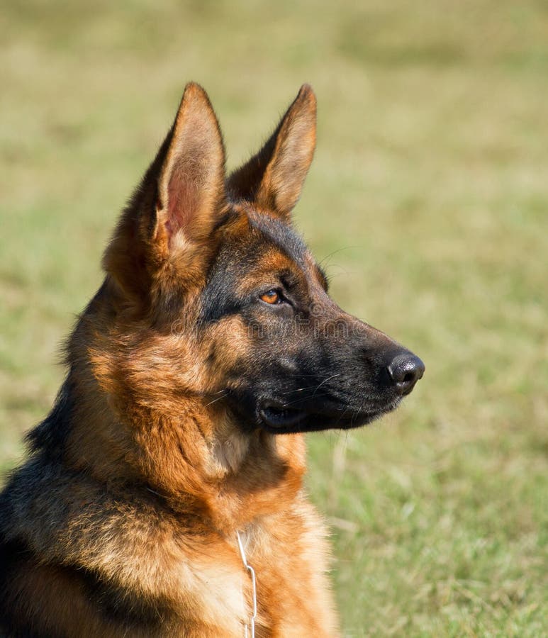 German shepherd profile stock image. Image of portrait - 27573725