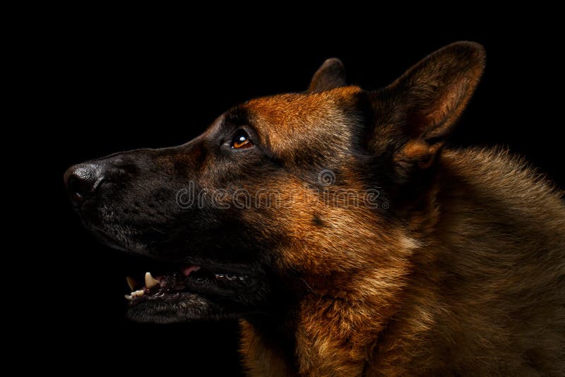 276 German Shepherd Profile View Stock Photos - Free & Royalty-Free ...