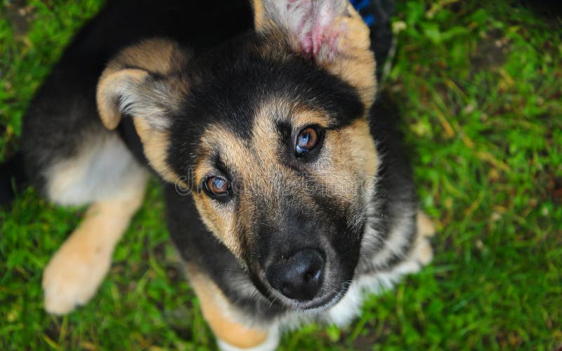 German Shepherd Pup Portrait Stock Photo - Image of guard, purebred ...