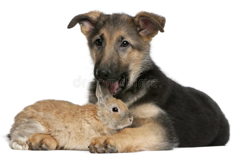 German Shepherd Puppy, 4 Months Old, and a Rabbit Stock Image - Image ...