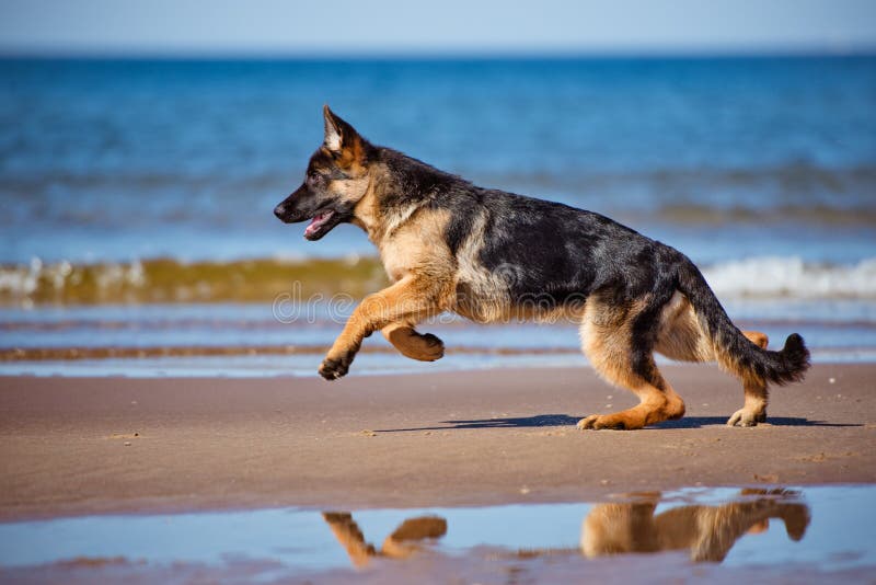 German Shepherd Puppy on the Beach Stock Image - Image of beauty, brown ...