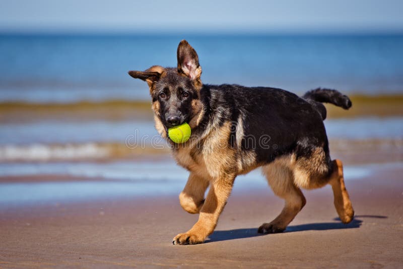 German Shepherd Puppy on the Beach Stock Image - Image of friend, black ...