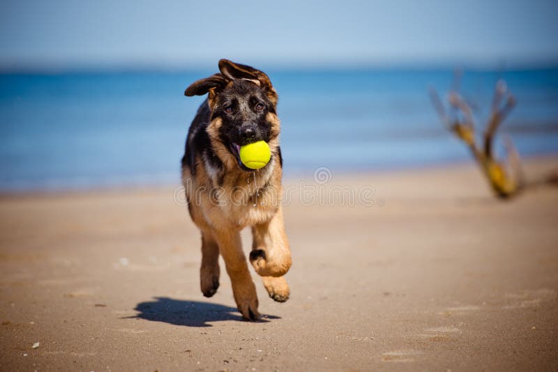 German Shepherd Puppy on the Beach Stock Image - Image of adorable ...