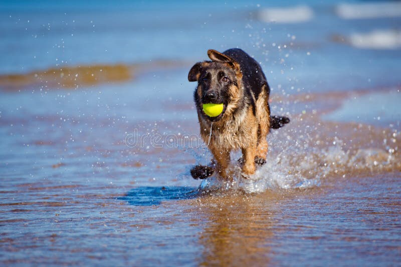 German Shepherd Puppy on the Beach Stock Image - Image of cute ...