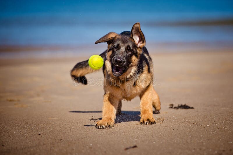 German Shepherd Puppy on the Beach Stock Photo - Image of ball, female ...