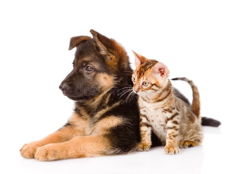 German Shepherd Puppy and Bengal Kitten in Profile. Stock Image - Image ...