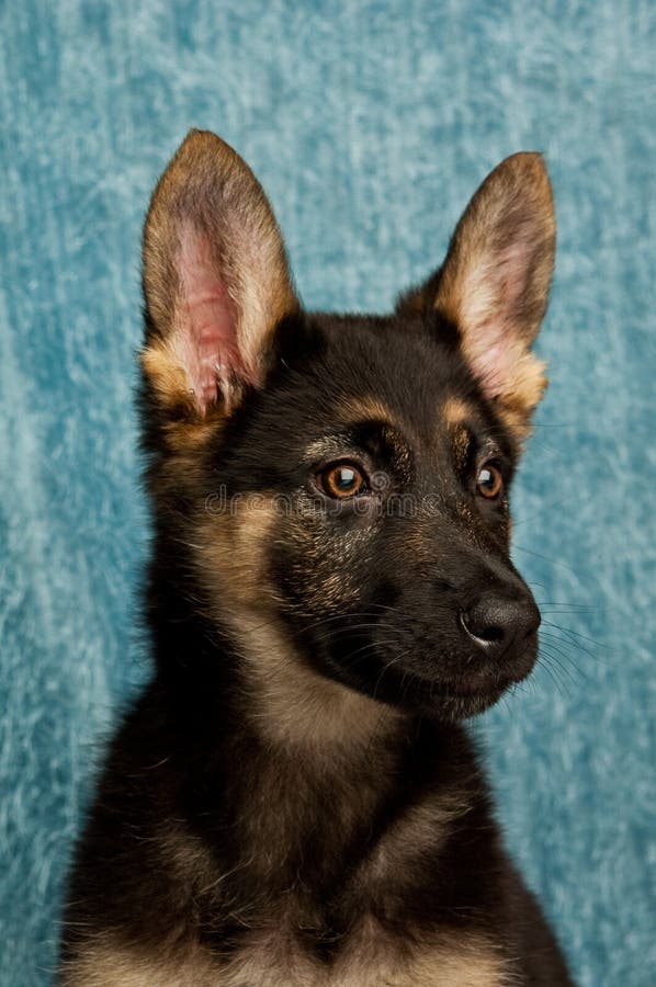German Shepherd Puppy on a Blue Green Background Stock Photo - Image of ...