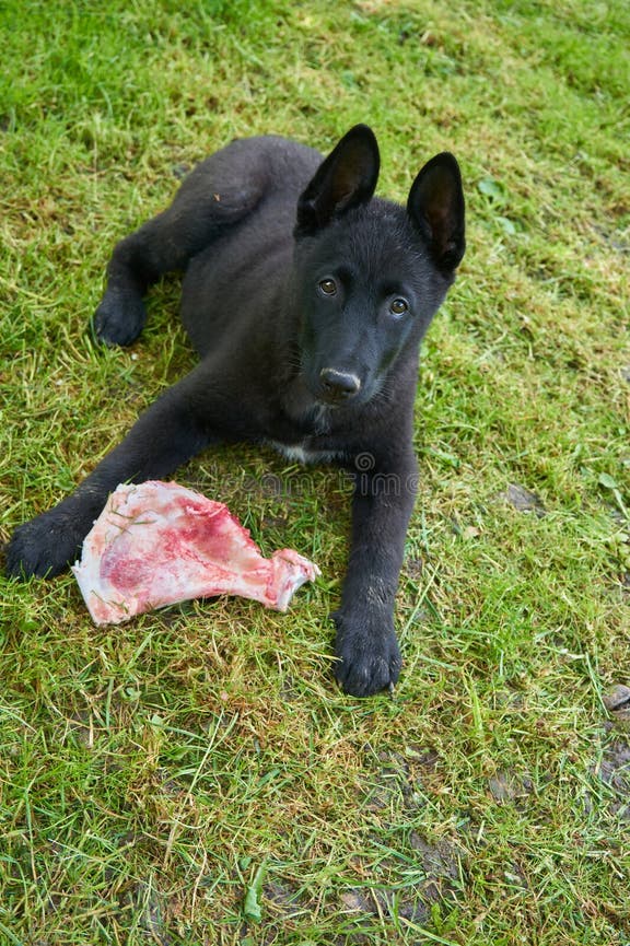 German Shepherd Puppy with a Bone, Black German Shepherd with on Grass ...