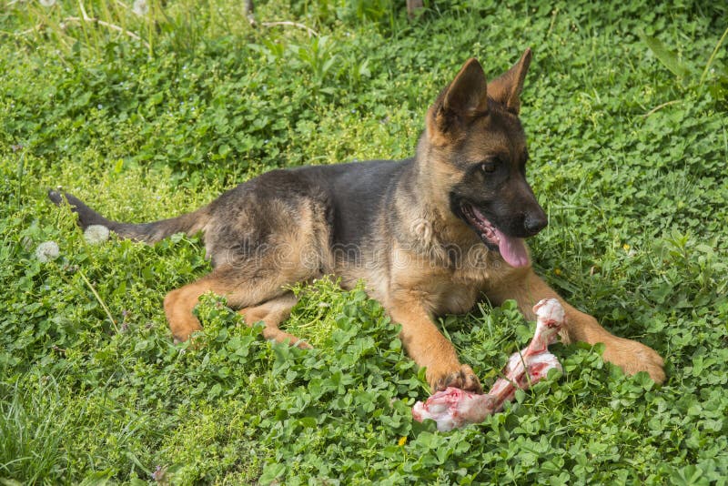 German Shepherd Puppy with Bone Stock Image - Image of grass, hairy ...