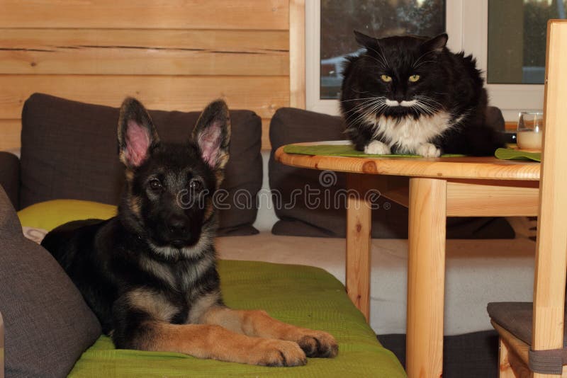 German Shepherd Puppy and Cat Stock Image - Image of nose, building ...