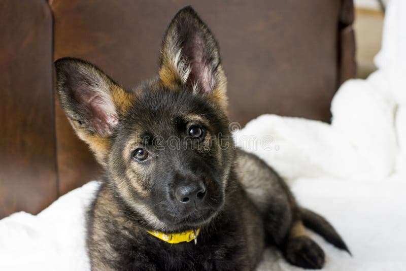 German Shepherd Puppy stock image. Image of german, cute - 144692439