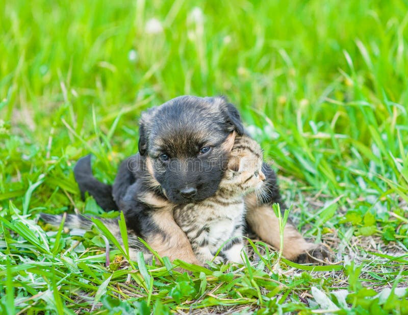 German Shepherd Puppy Embracing Tiny Kitten on Green Grass Stock Photo ...