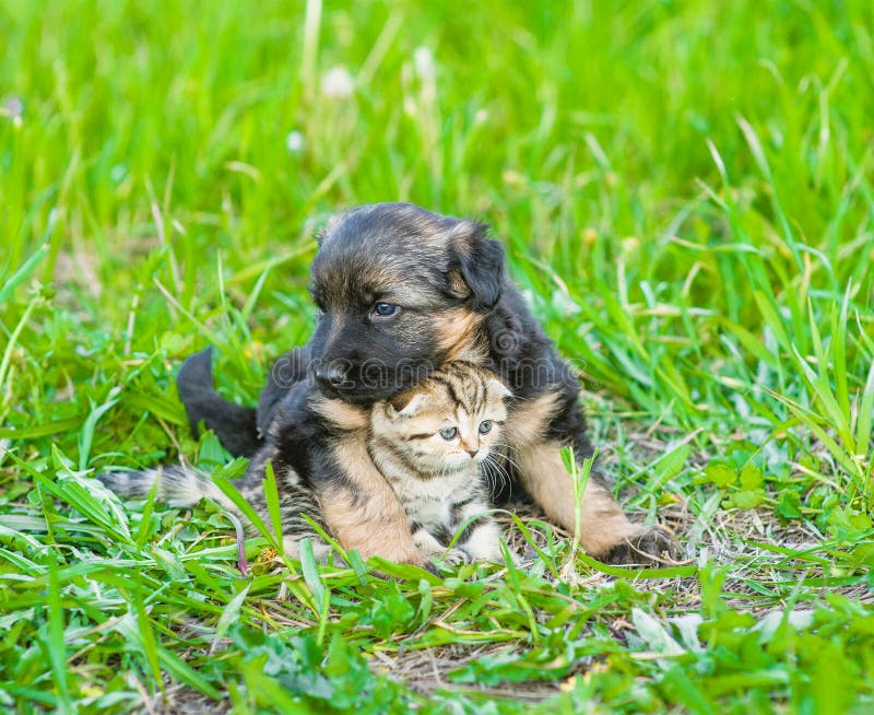 German Shepherd Puppy Embracing Tiny Kitten on Green Grass Stock Image ...