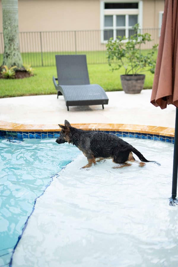 German Shepherd Puppy Jumping into Pool during a Hot Summer Day ...