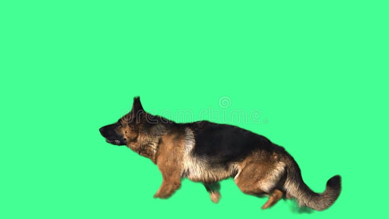 German Shepherd Puppy Looking Around on Green Screen Stock Video ...