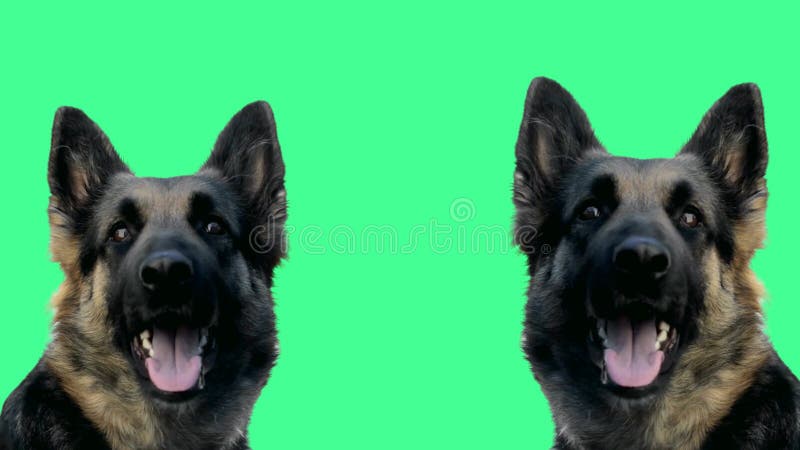 German Shepherd Puppy Looking Around on Green Screen Stock Footage ...