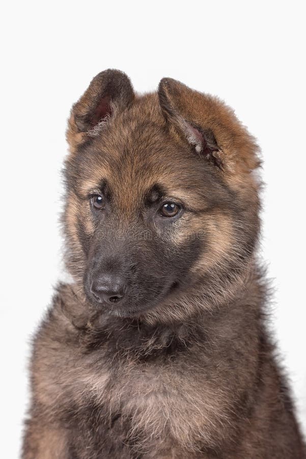 German Shepherd puppy stock photo. Image of animals, playful - 75922428