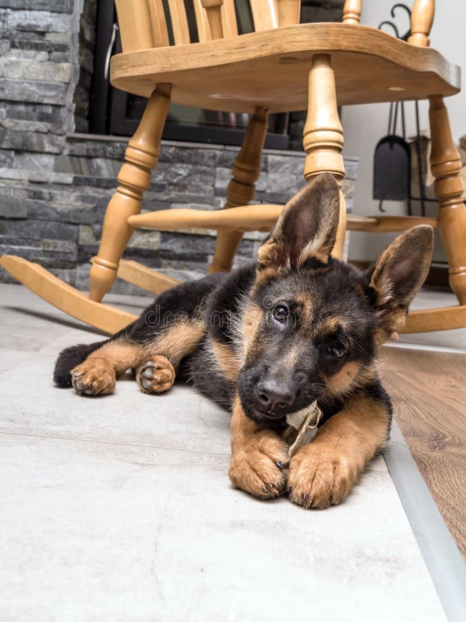 German Shepherd Puppy Playing Stock Photo - Image of doggy, small: 41900618