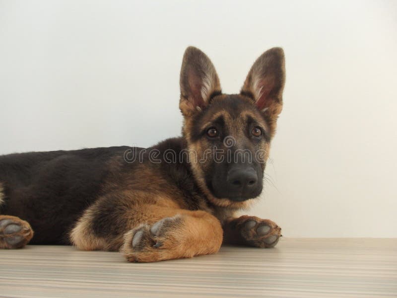 Shepherd German Puppy Posed in Home. Adorable German Shepherd Puppy at ...