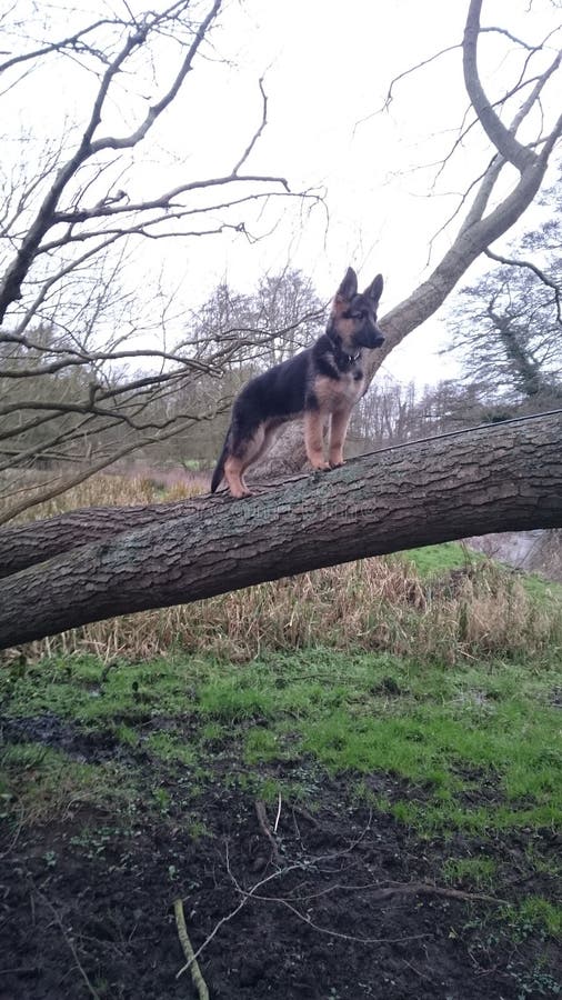 German Shepherd Puppy Posing on a Tree Stock Image - Image of shepherd ...