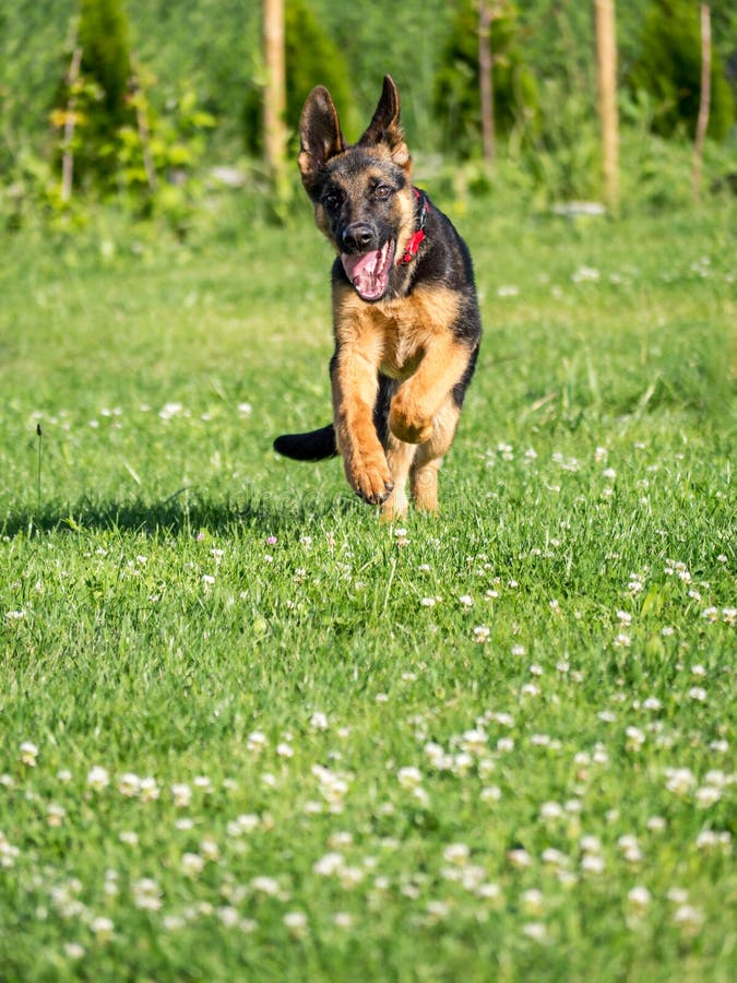 German shepard dog in park stock image. Image of animal - 54879217
