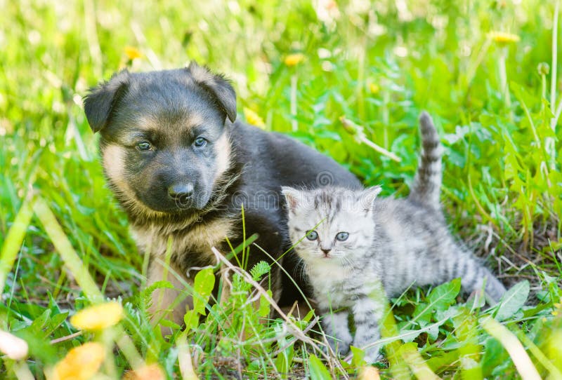 German Shepherd Puppy Sitting with Tiny Kitten Together on Green Grass ...