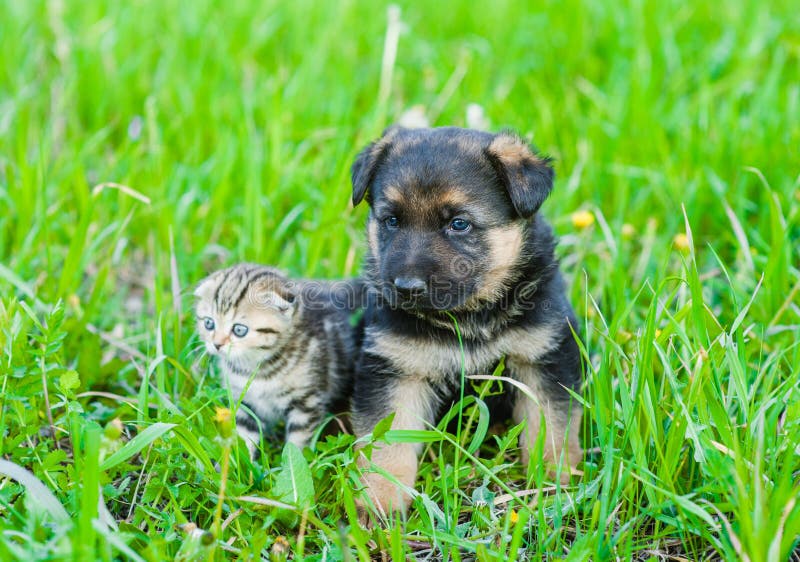 German Shepherd Puppy Sitting with Tiny Kitten Together on Green Grass ...