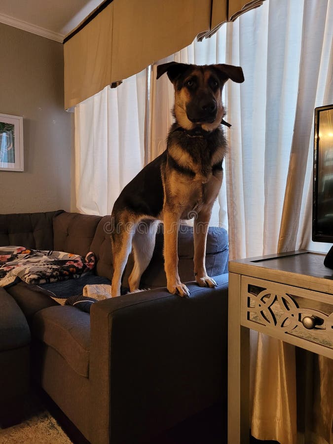 German Shepherd Puppy Strikes a Pose Stock Photo - Image of puppy, dogs ...