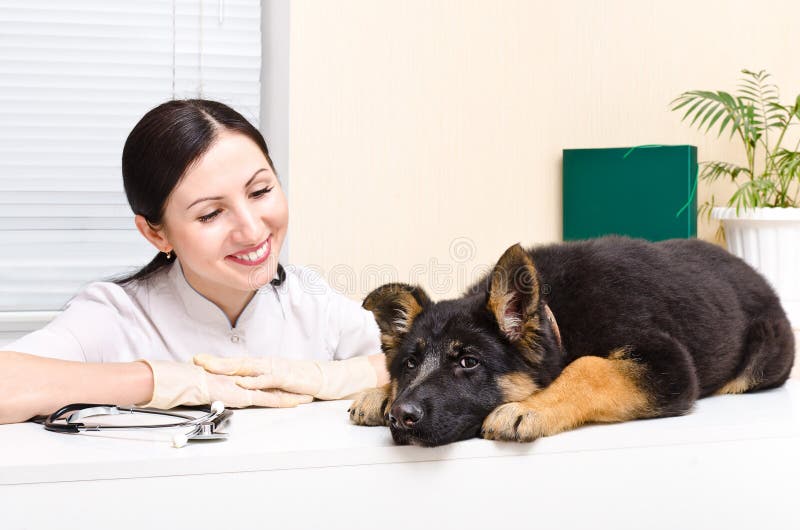 German Shepherd Puppy and Vet Stock Photo - Image of diagnostic ...