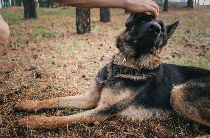 German Shepherd Receiving Affection after Stock Photo - Image of ...