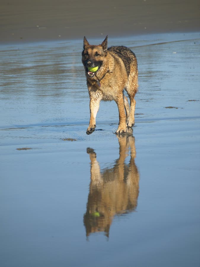 German Shepherd Running on the Beach Stock Image - Image of retrieving ...