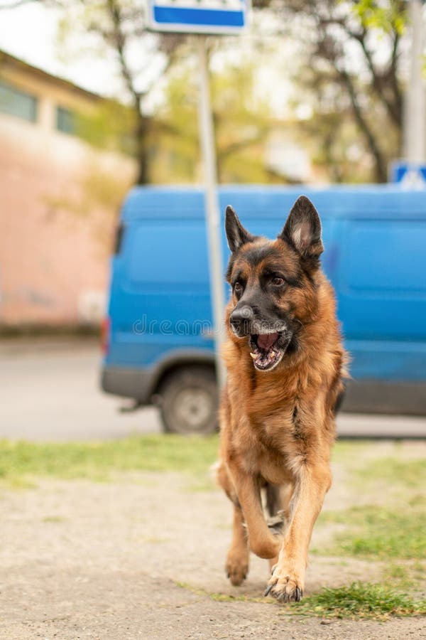 Happy German Shepherd Running Straight while Making a Jump Stock Photo ...