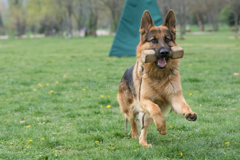 German Shepherd Running through the Grass Stock Photo - Image of green ...