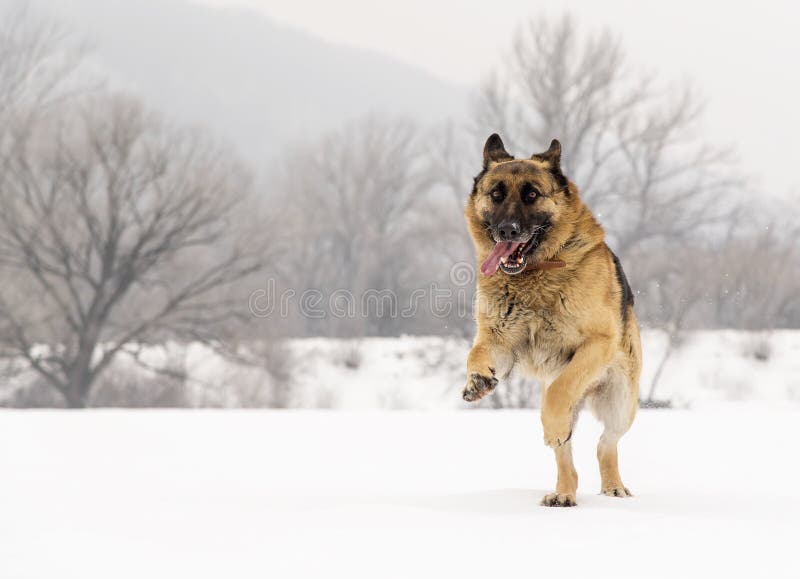 German Shepherd Running through the Snow. Stock Photo - Image of sheep ...