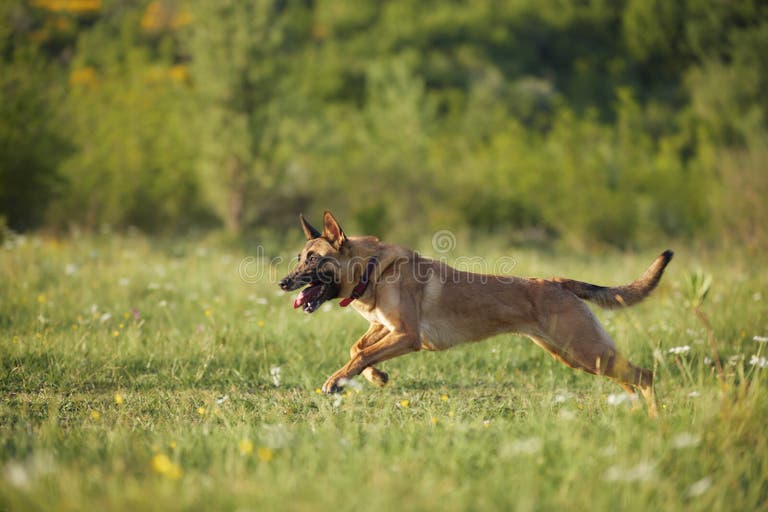 German Shepherd Chasing Left Stock Image - Image of alert, expression ...