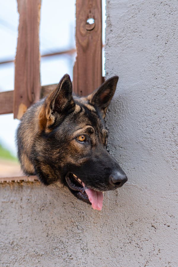 German Shepherd with a Sad Face for Being Locked Up Stock Image - Image ...